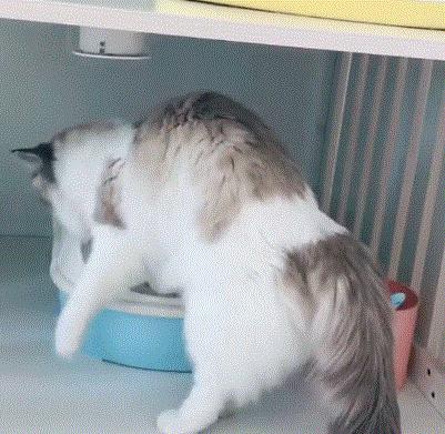 The "Top 5 Silly Cats" in the Cat Industry, Is Your Cat On the List ...