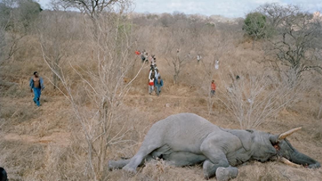 The current situation in Zimbabwe: The body of a 6-ton elephant ...