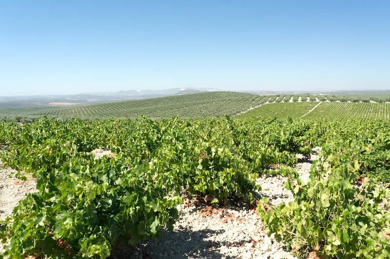 Spain's 2 largest Parker full marks Sherry - Toro Albala - iMedia