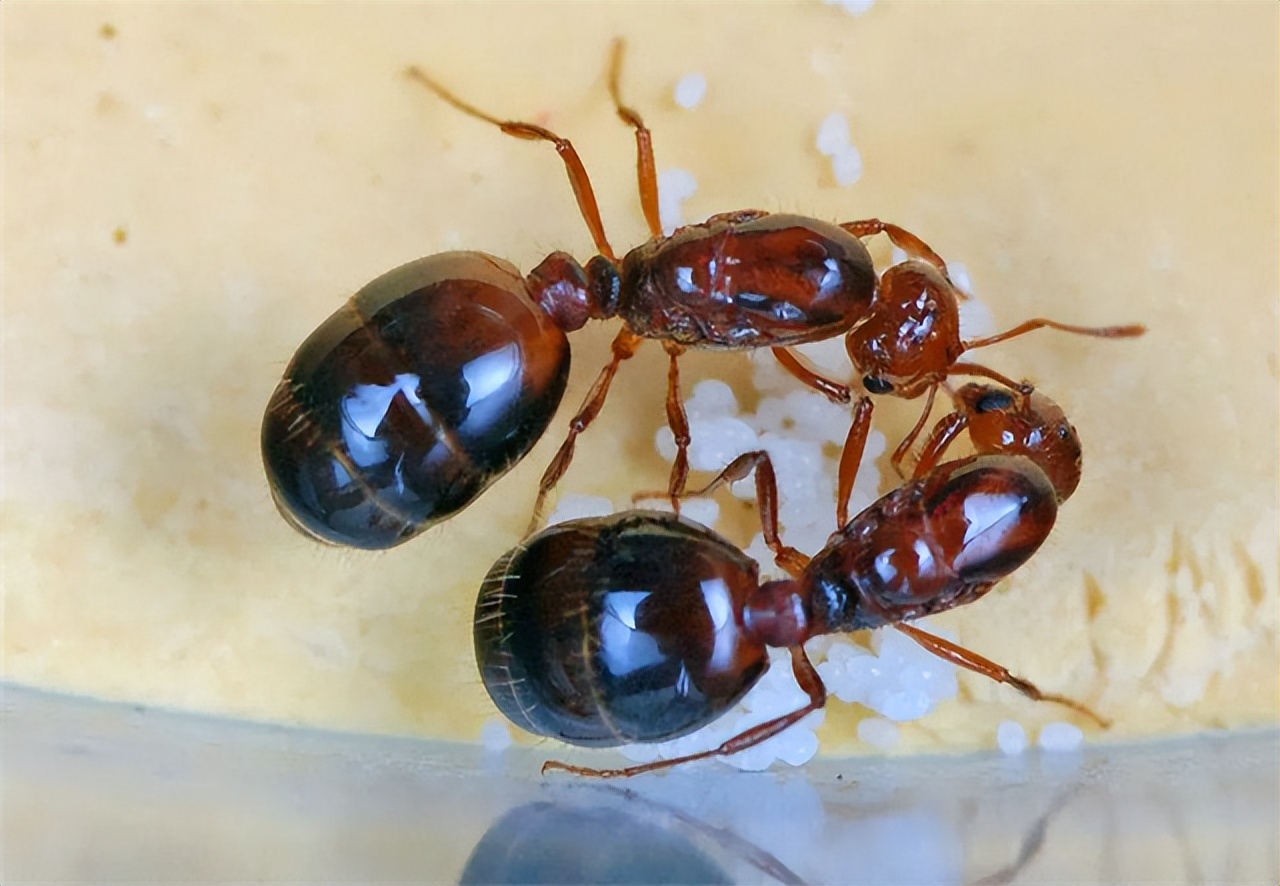 Is the poison still poisonous after it expires?Why are biological ...