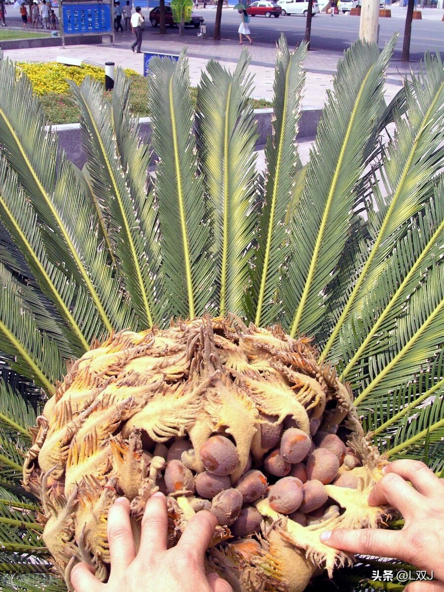 iron tree blossom - iNEWS