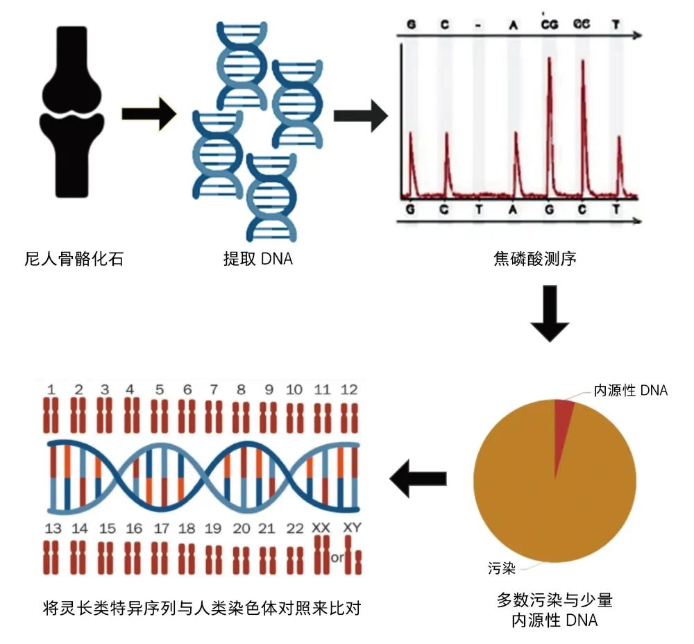 From Mummies to Paleogenomics: What Makes Us Uniquely Human - iMedia