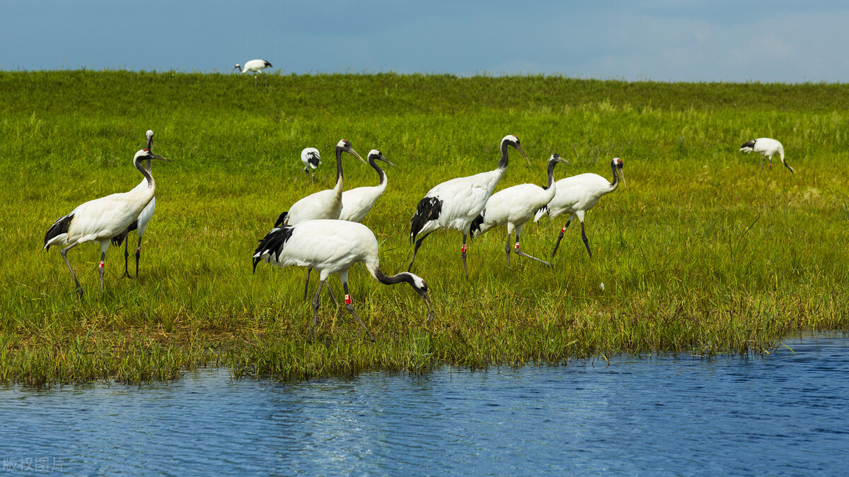 China's 9 most beautiful wetland scenery, the kidney of the earth ...