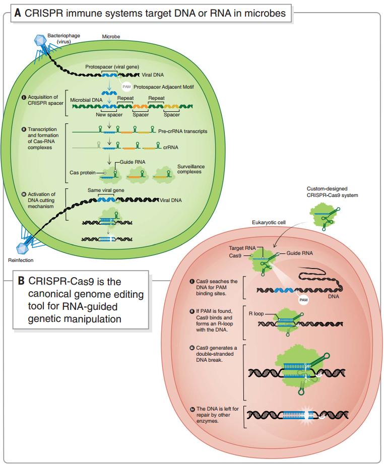 《科學》：諾獎得主解讀 CRISPR 的十年 - 資訊咖