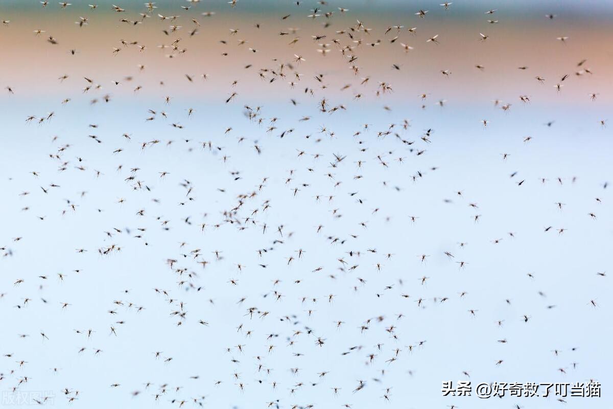 How many mosquitoes can reproduce on earth every year? - iNEWS