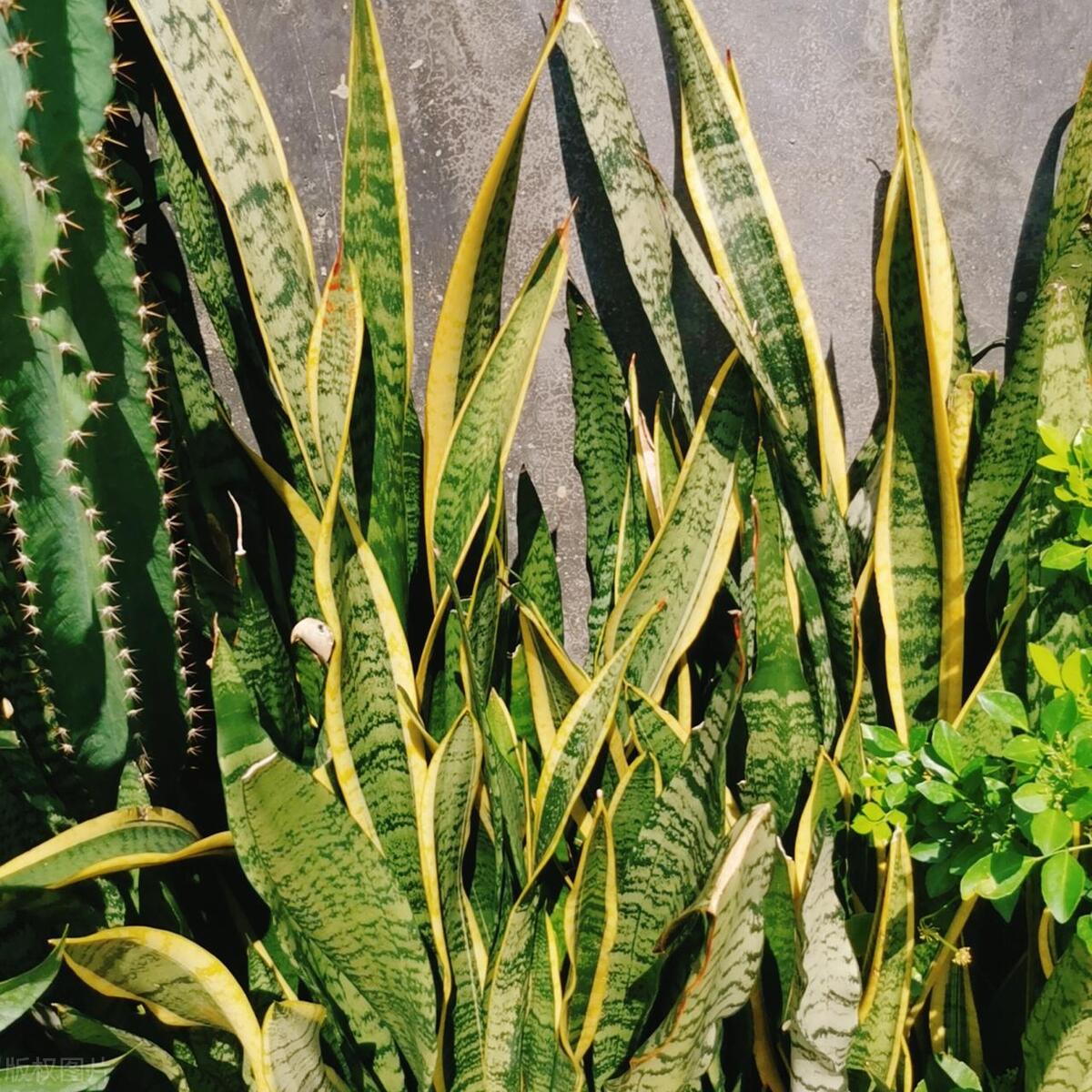 Tiger Pilan leaves are too long, can they be trimmed? - iMedia