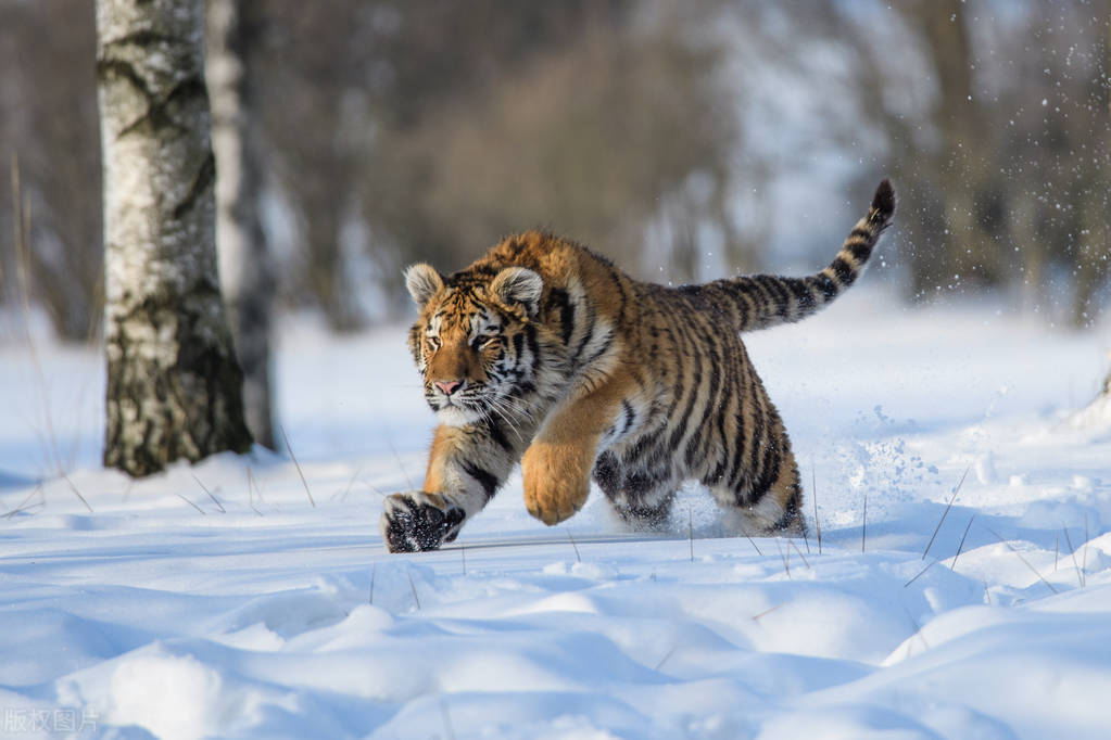 Amur tiger, also known as Siberian tiger, is one of the largest cats ...