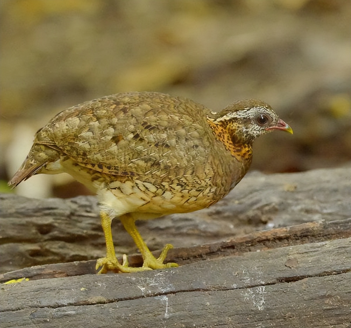 Green-footed mountain partridge: a pair of green "shoes" - iMedia