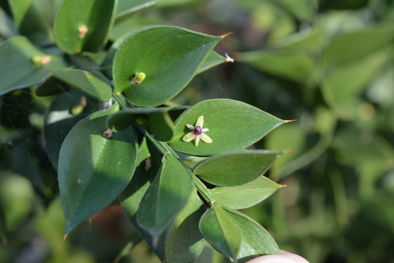 Strange ornamental plant-false leaf tree - iNEWS