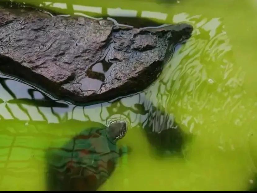 Raising turtles in autumn is very particular, and damage is very common ...