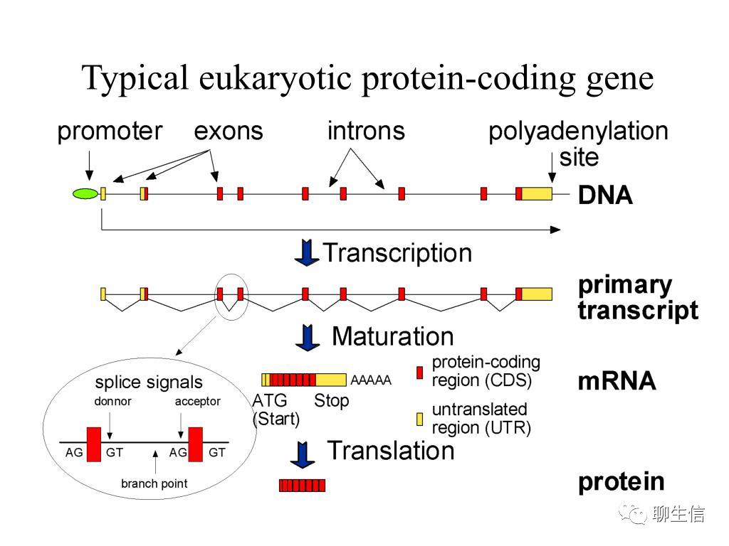 Basic Concepts of Exons and Genomes (1) - iNEWS