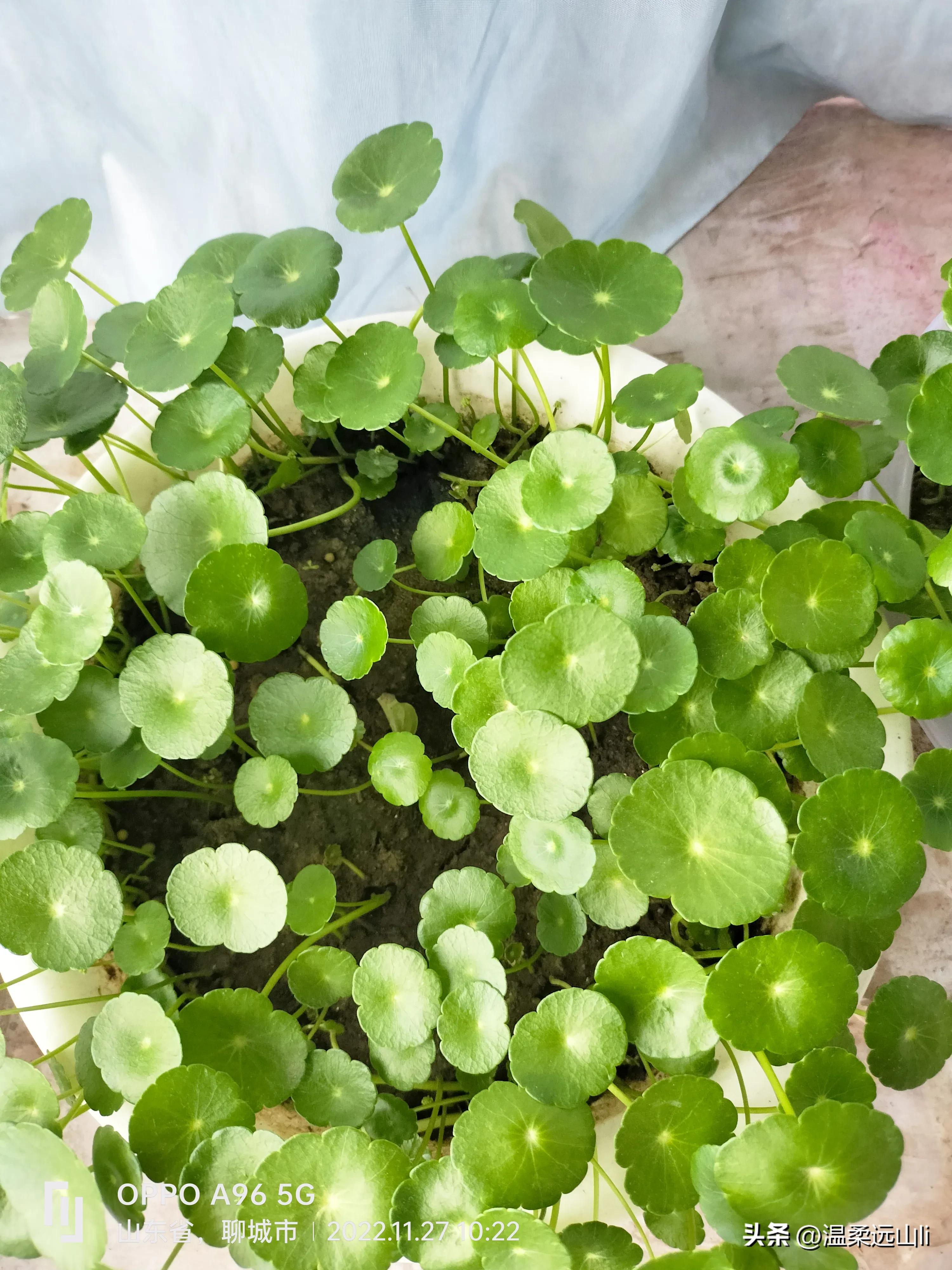 Flowers and plants sharing. Copper money grass - iNEWS