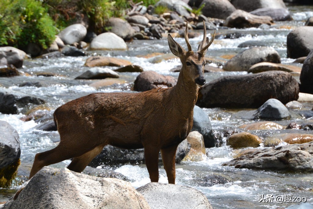 Ranking of the world's top ten rare deer species, which deer is the ...