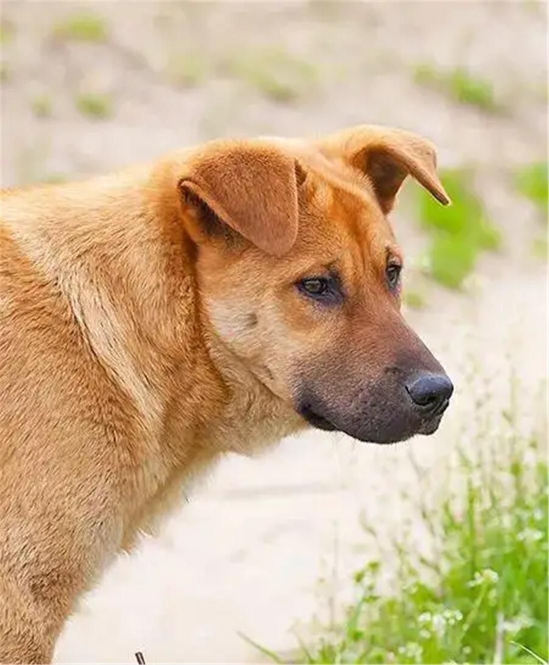 A "roaring dog" appeared on the Sichuan-Tibet line. It has been waiting ...