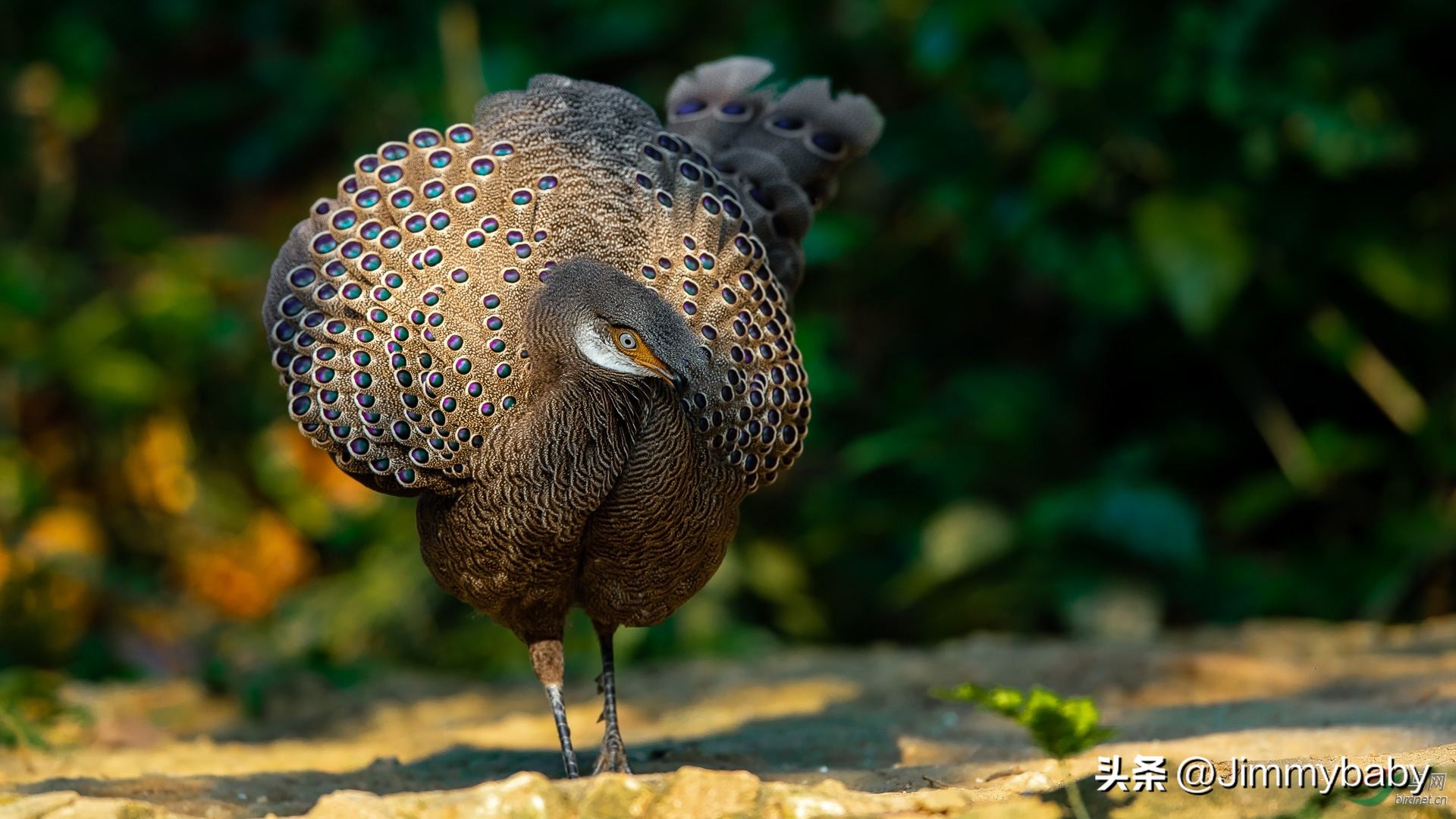 The Legend of the National Bird of the World: Burma (BURMA) Grey ...