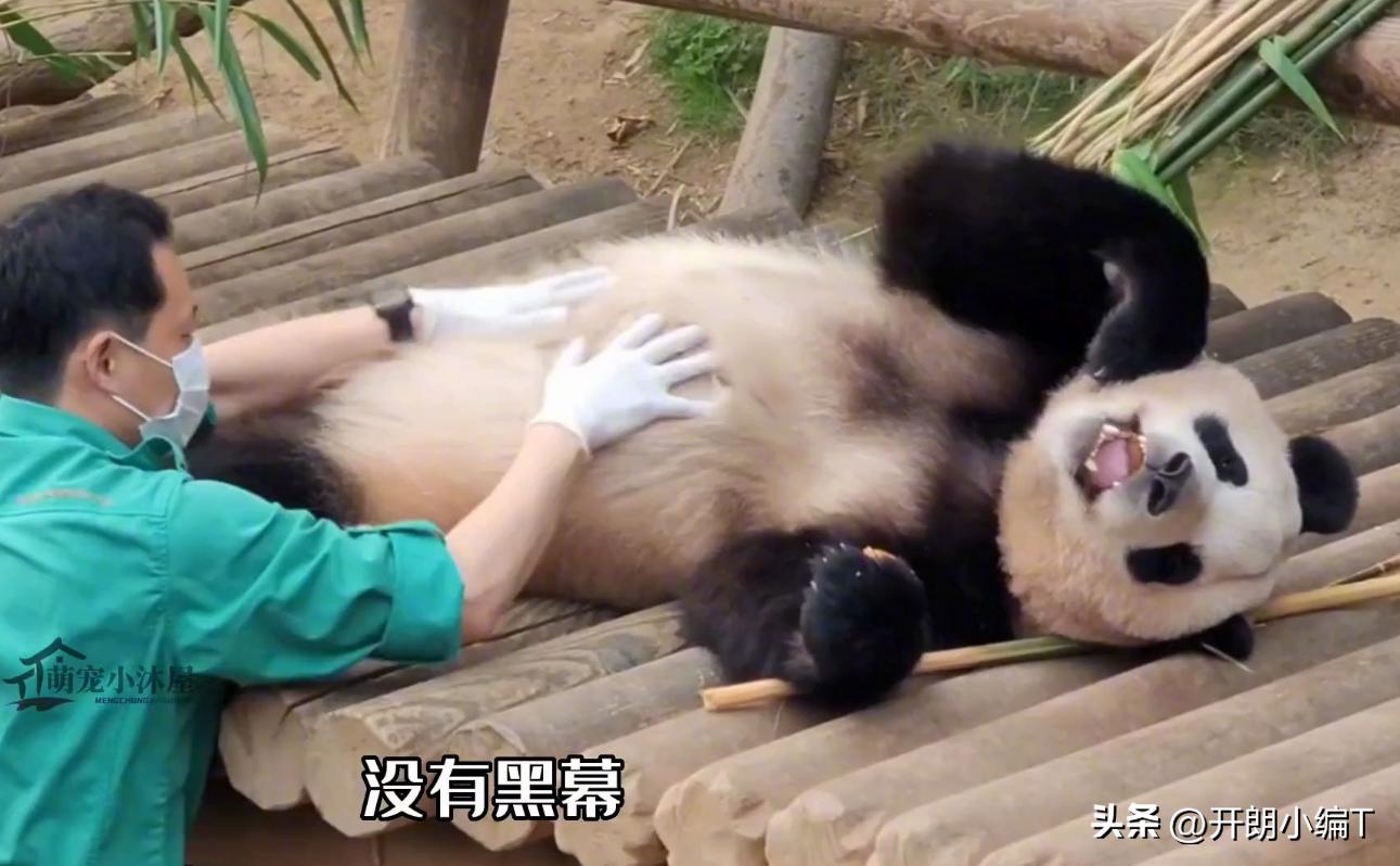 The giant panda Fubao in South Korea will return to China, and Korean ...