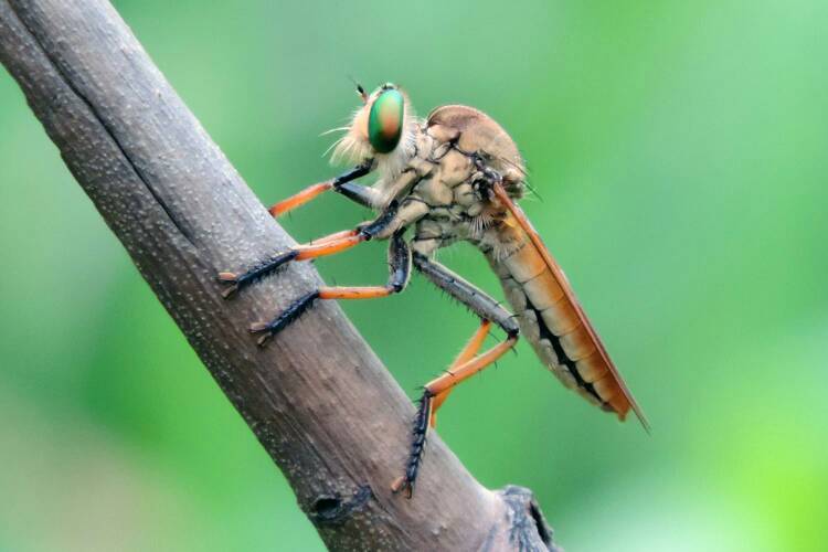 It looks like a fly, but its methods are a hundred times more ferocious ...