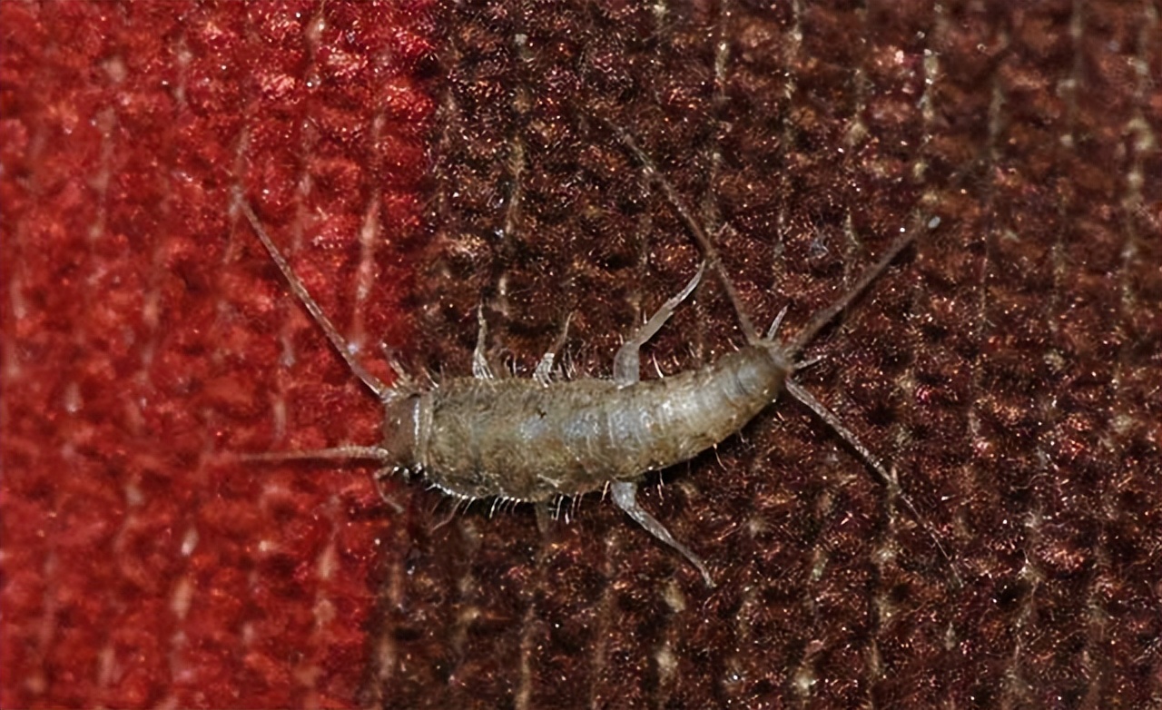 What harm do silverfish worms do to humans? What to do if silverfish ...