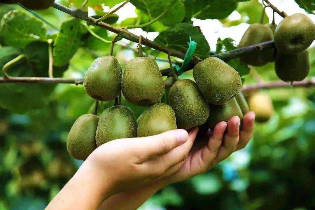 "The Cypress Wind·Xi You Chang Chu" in "The Book of Songs" 148: An ...