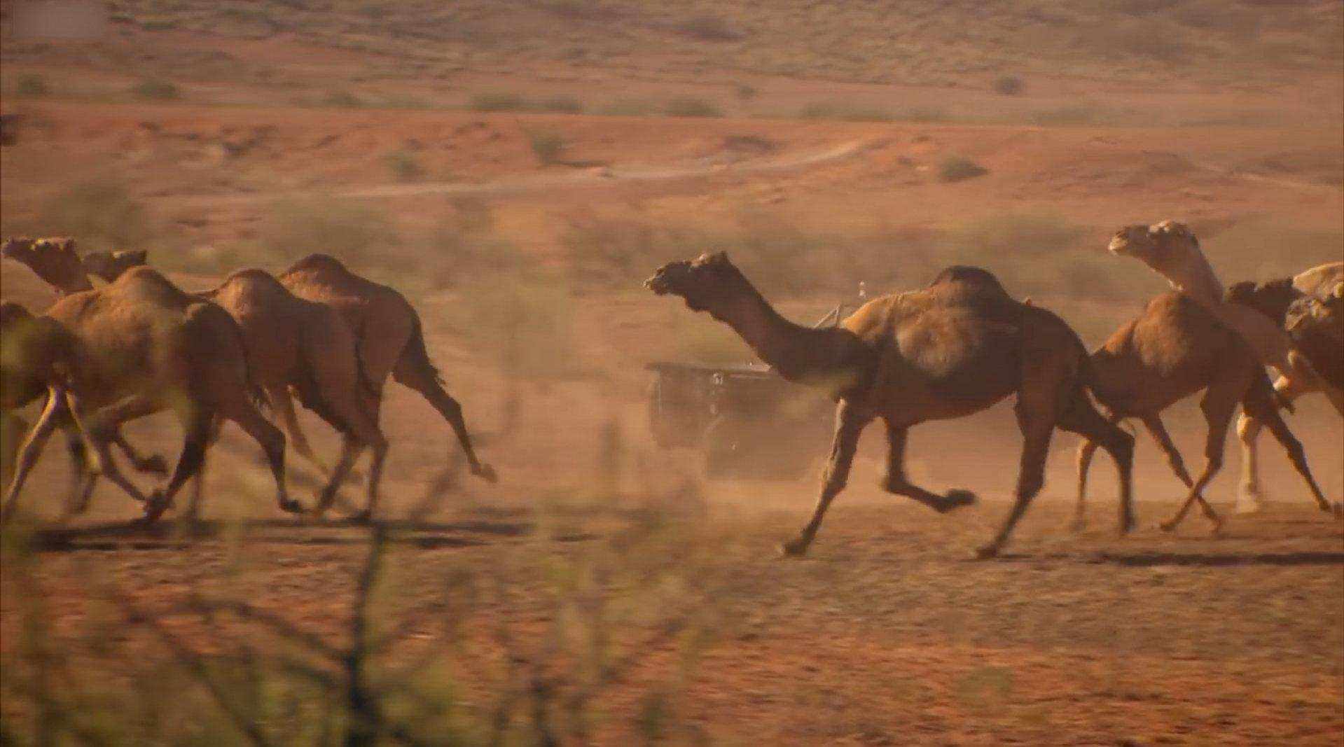 Do camels have no natural enemies?Elephants weighing 5 tons can be ...