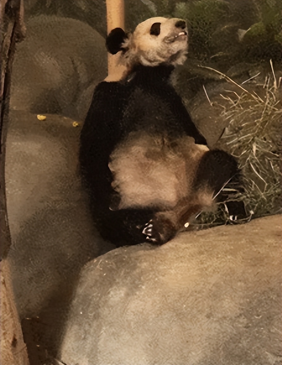 The cause of death of a giant panda in the United States has been ...