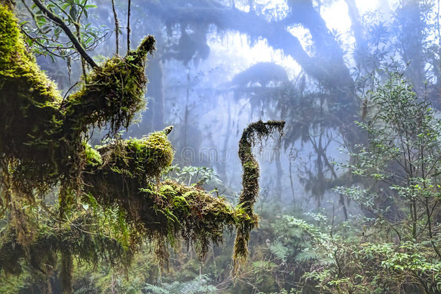 How scary is the terrifying virgin forest? you can't even imagine - iNEWS