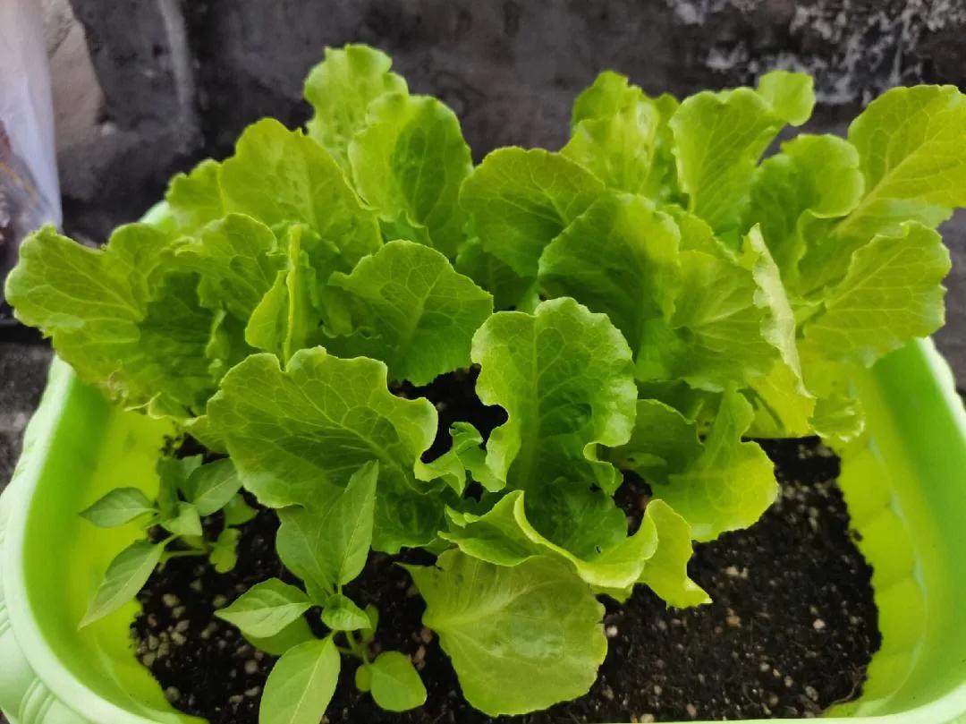 10 kinds of lazy vegetables, which can be grown on balconies and ...