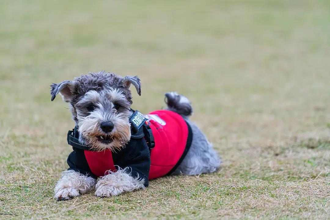 Tips for keeping dogs: what to do with schnauzer dog ringworm - iNEWS
