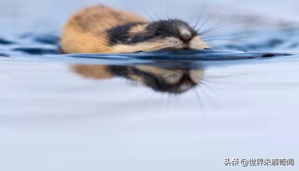 Why do lemmings commit suicide by jumping into the sea?The truth behind ...
