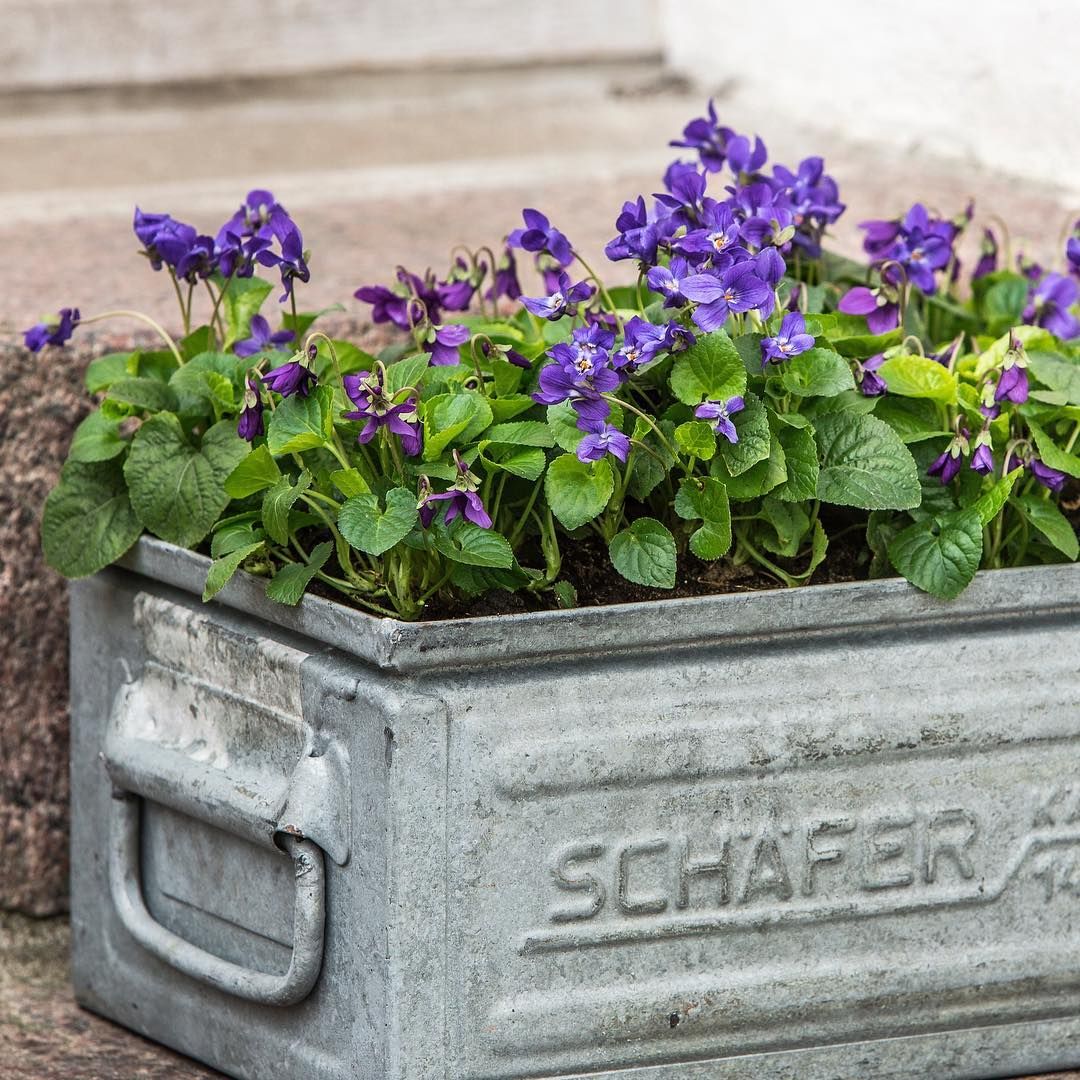How to care for violets, what are the benefits of their aroma, learn ...