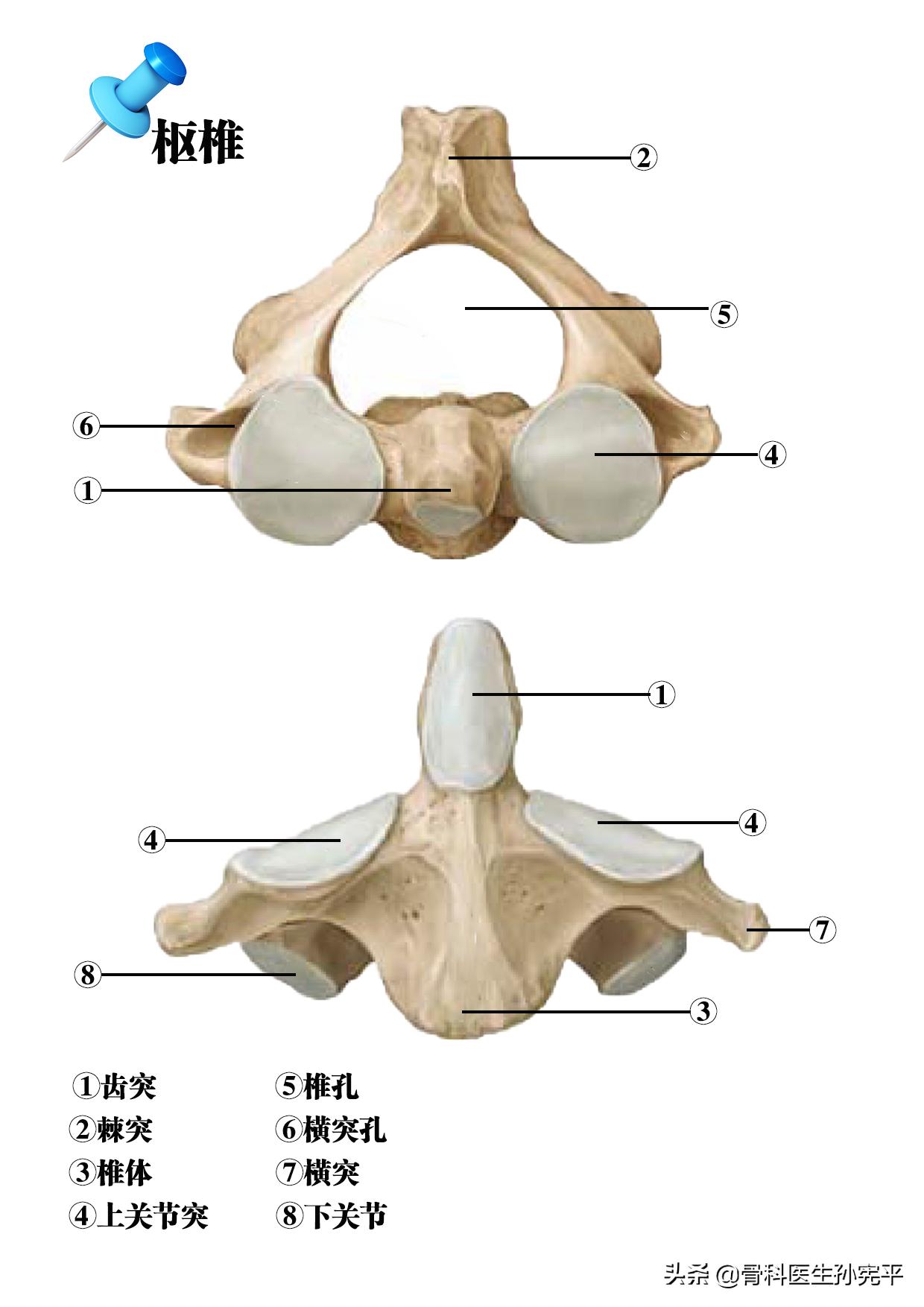 Anatomy Atlas of Cervical Bone Structure - iNEWS