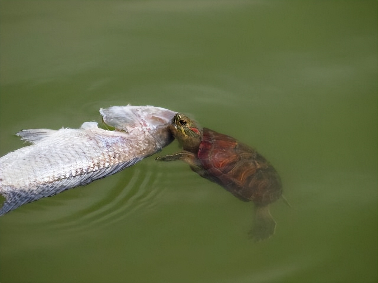 Why does the turtle, which is naturally timid, not let go when it bites ...
