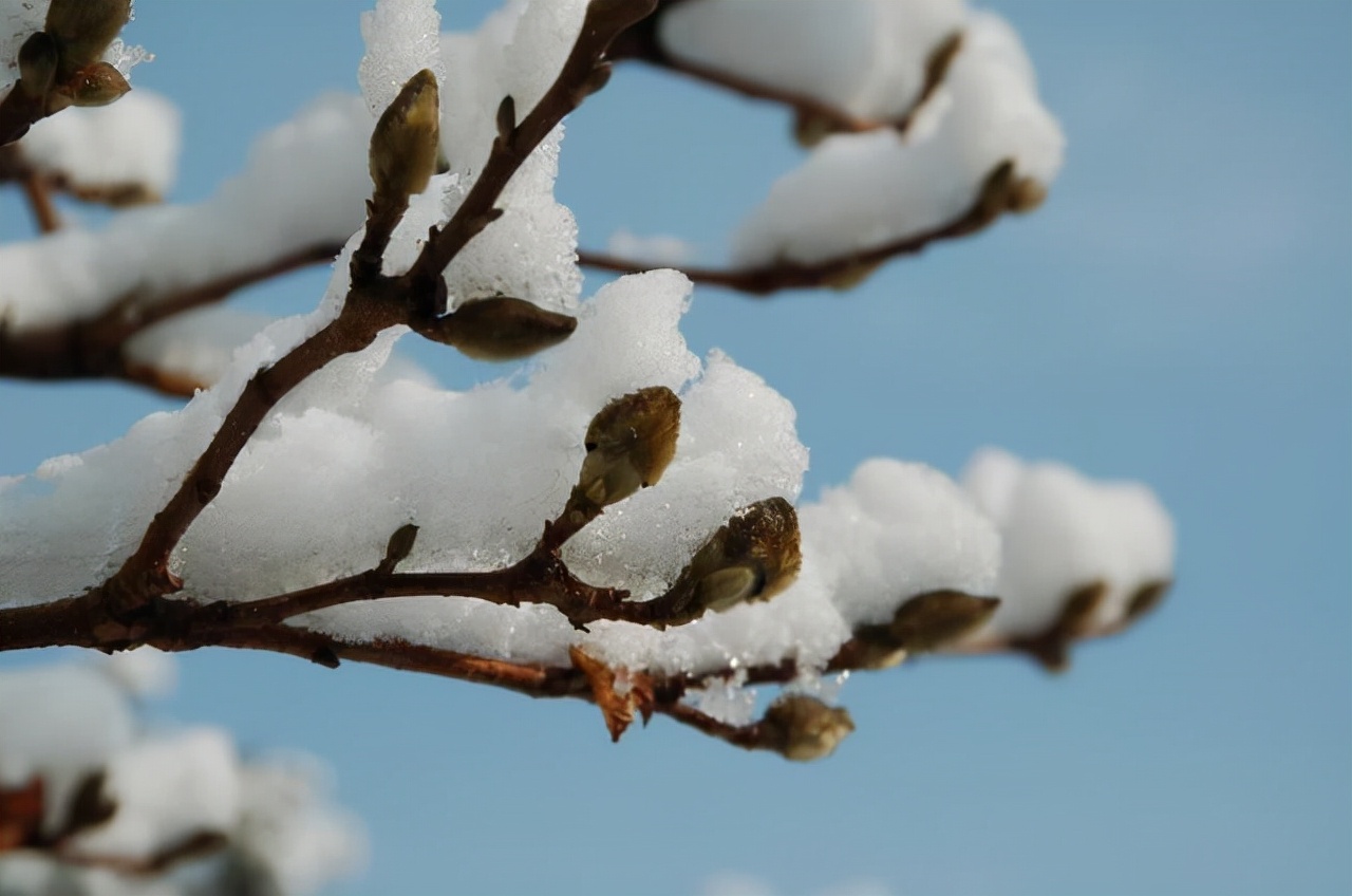 The beauty of snowflakes in ancient poems: suddenly like a spring ...