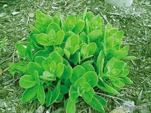 The rare plant Yunnan Baiyao: from traditional medicine to cultural ...