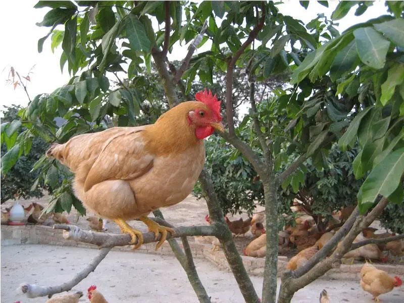 How to eat the most nutritious types of chicken - iMedia