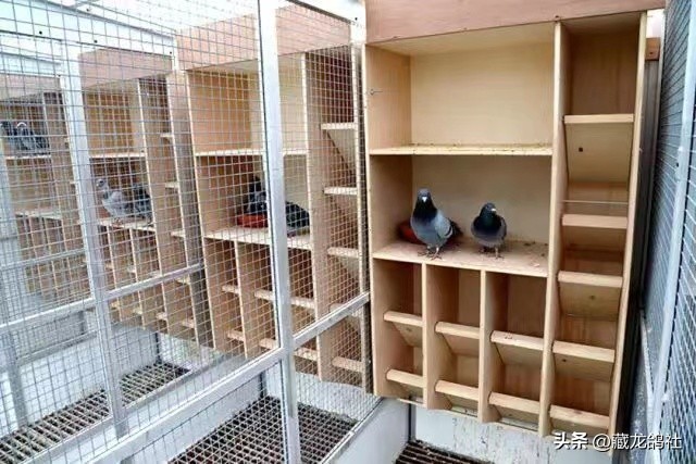 Emergency treatment of pigeons' infectious diseases during brooding ...