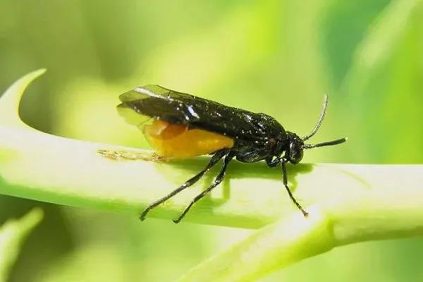 How to identify common rose pests? - iNEWS