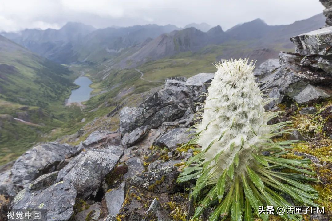 Picking the endangered plant "jellyfish snow rabbit", another anchor ...