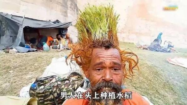 The father of the wonderful Indian rice planted rice on his head ...