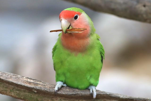 The parrot learned to imitate the male owner's "explicit" words ...