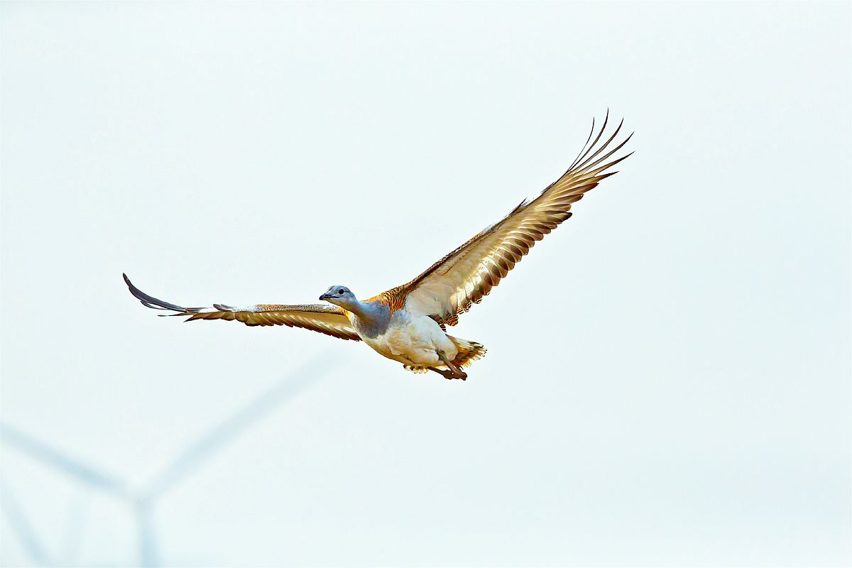 Great bustard - the heaviest flying bird - iNEWS
