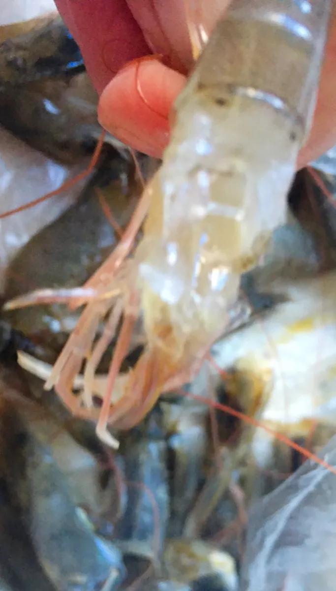 DIY home-cooked gourmet home-cooked salt-baked shrimp to replenish ...