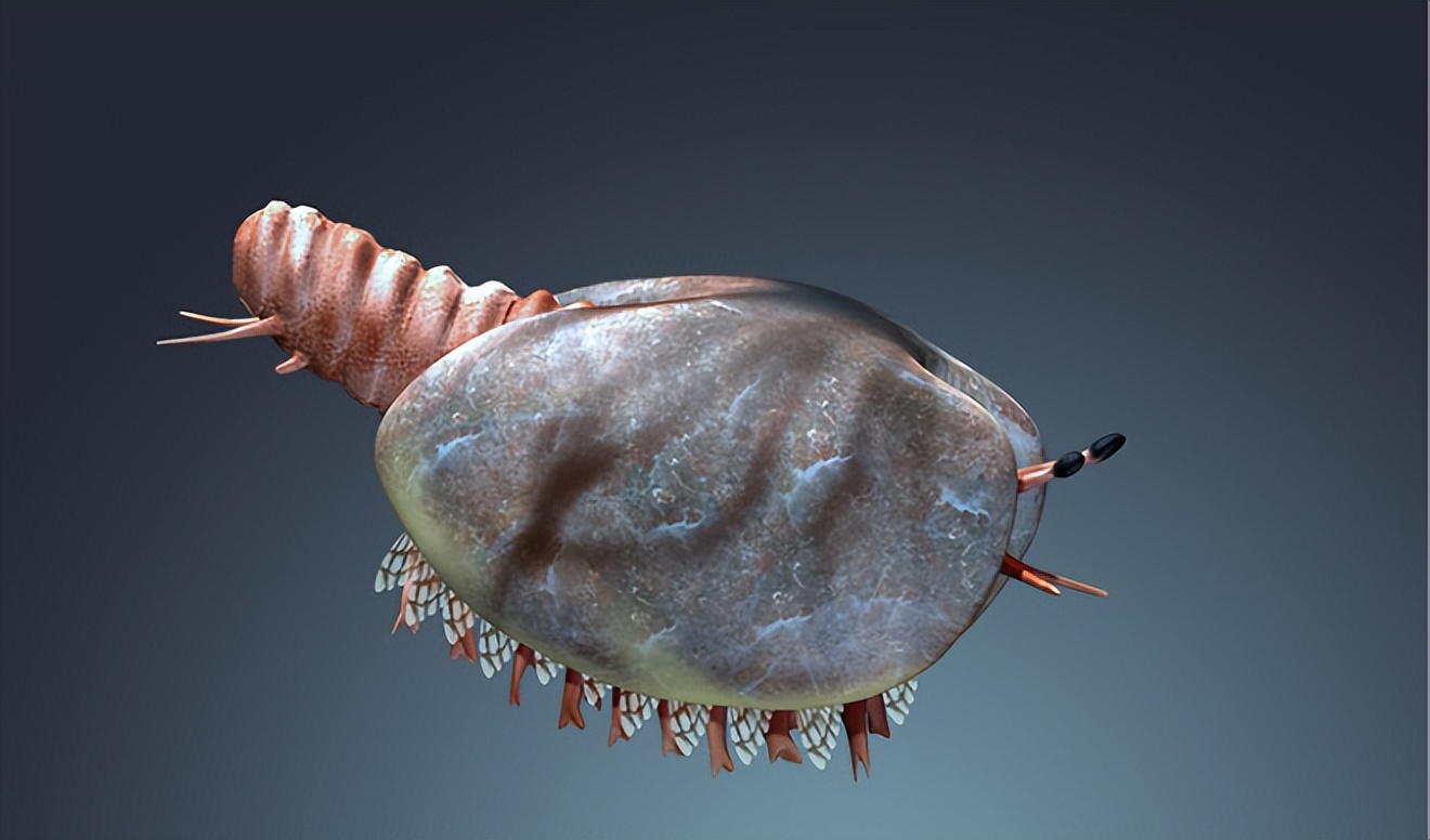 Canada shield worm - iNEWS