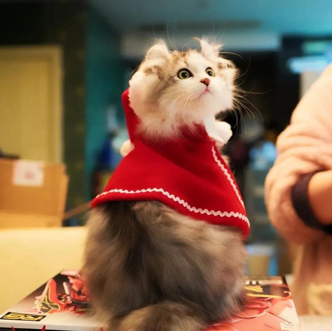 Is your cat a smart baby or a dumb beauty?IQ ranking of cats - iNEWS