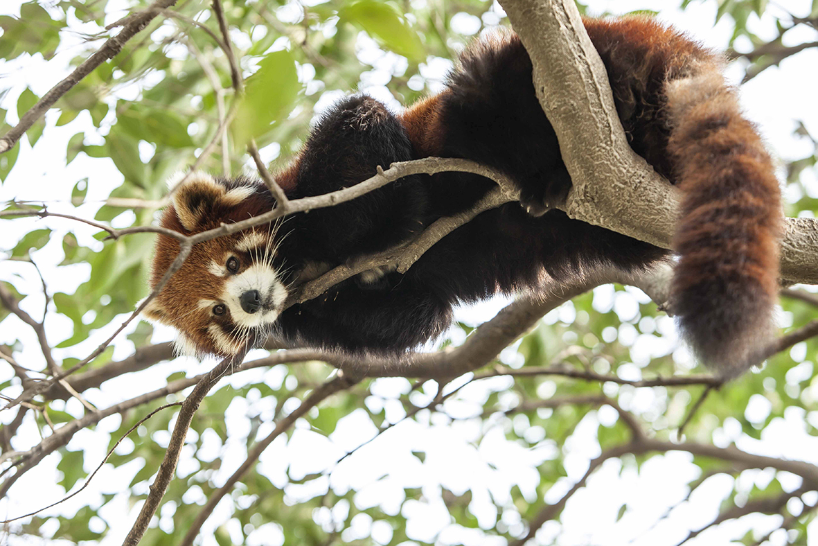 "International Red Panda Day", let us know the truly "endangered" red ...