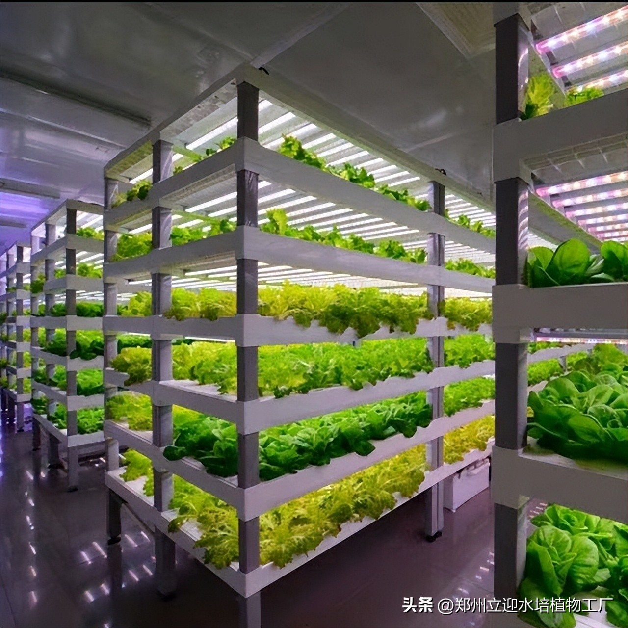 Singapore grows leafy greens in an indoor hydroponic plant factory - iNEWS