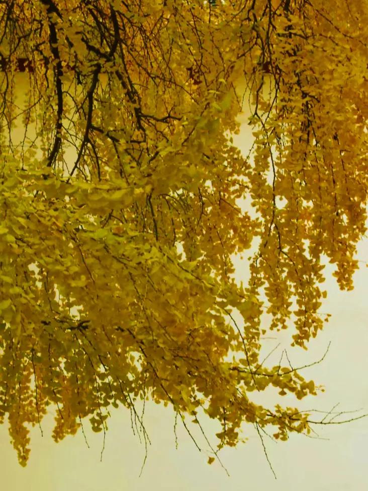 Yong Xue (20) Fan Chengda's "Rain After Snow": The word "ruiye" in the ...