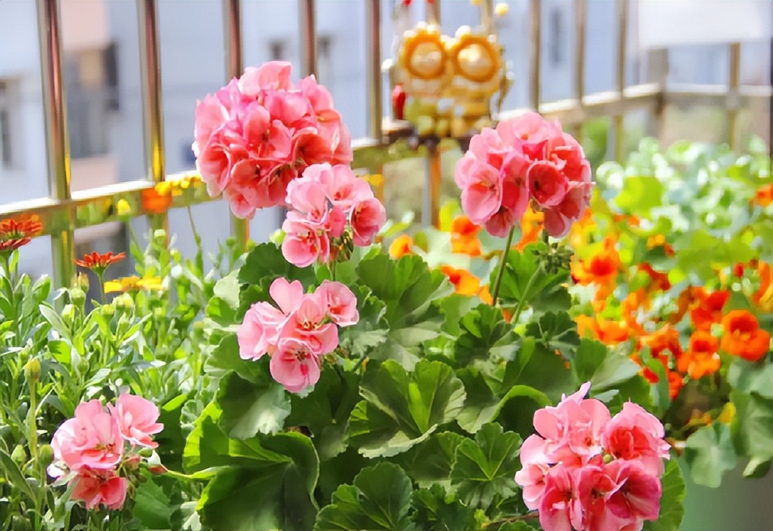 The 4 kinds of flowers that "wake up" in August, do a few things right ...