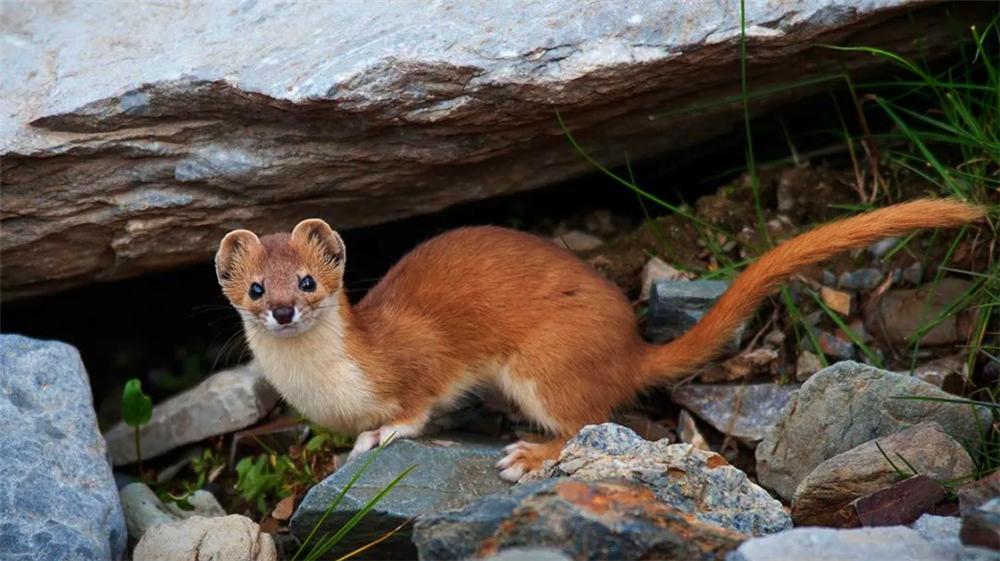 Qilian Mountain found the weasel, drilled into the snow pig's cave ...