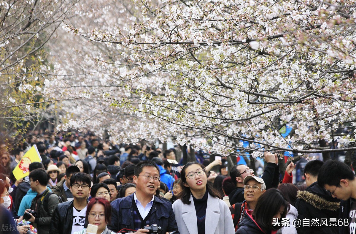 Spring is bright, everything is lovely, and you can visit Nanjing - iNEWS